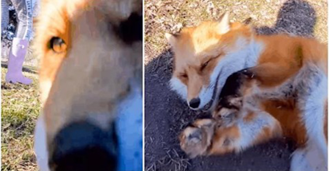 Bezczelne rude zwierzę. Lis ukradł telefon z włączonym aparatem i ...