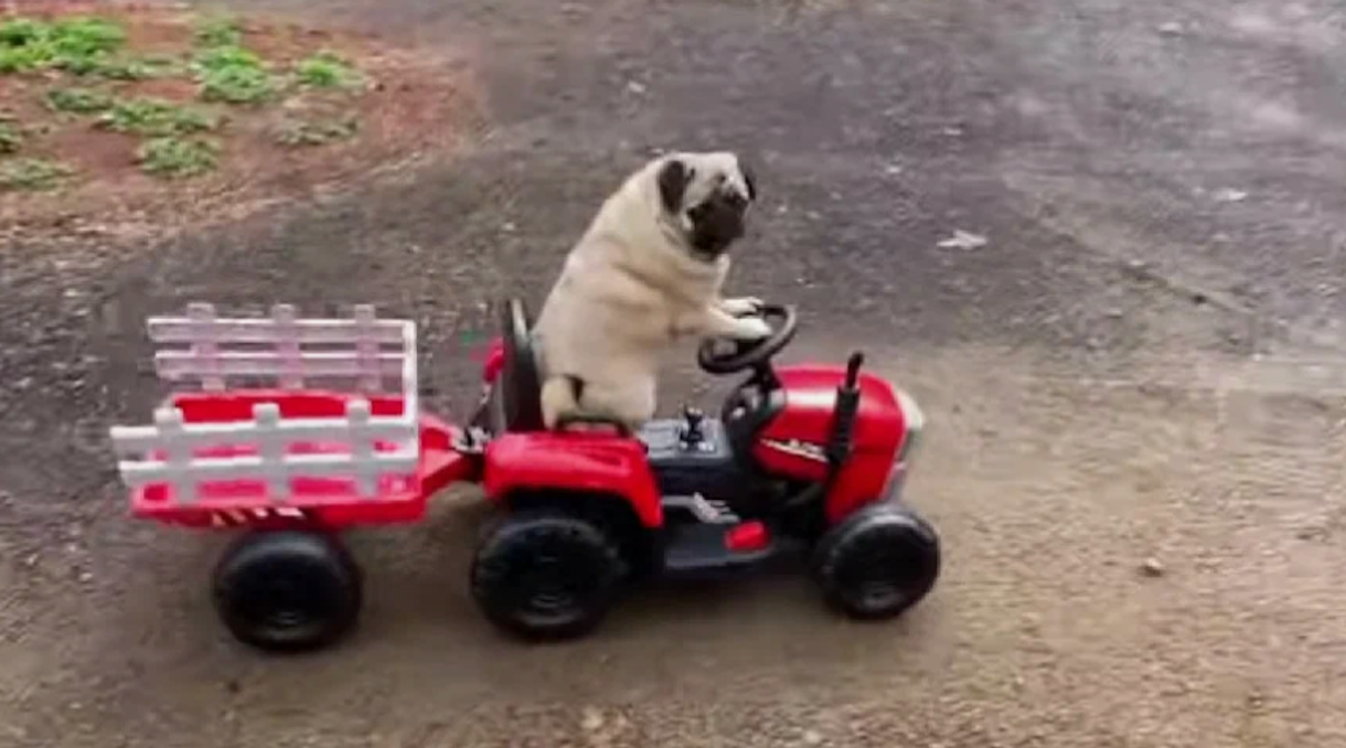 Puszysty zawodnik: mops zaskakuje swoim nonszalanckim podejściem do ...