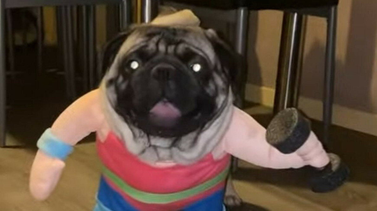 Mops rozśmieszył użytkowników. Wideo | Planeta Polska