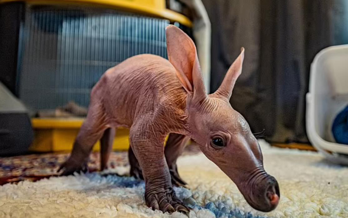 Urodził się cudowny Dobby | Planeta Polska