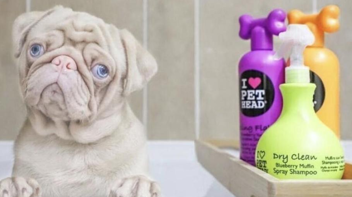 Nietypowy różowy mops o imieniu Milkshake zdobywa media społecznościowe ...