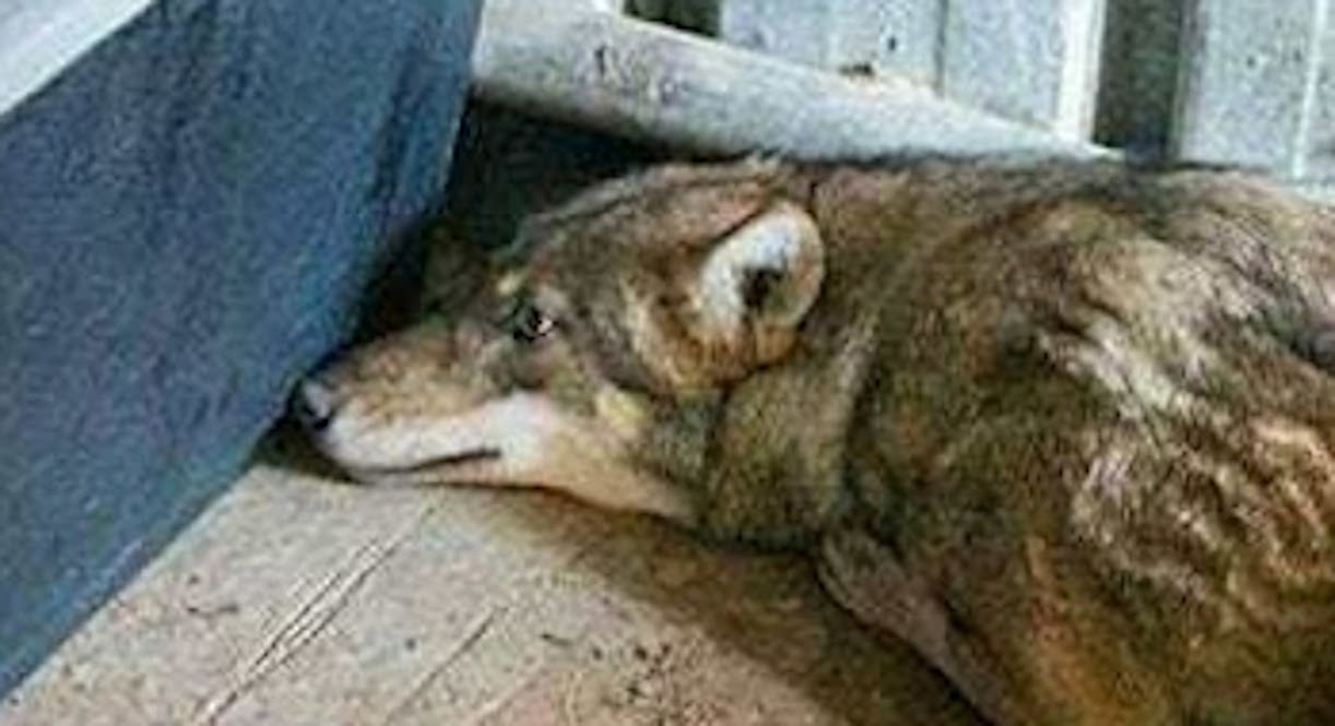 „To wilk - mówili wszyscy - Zasłużył sobie na to”. Ale mężczyzna ...